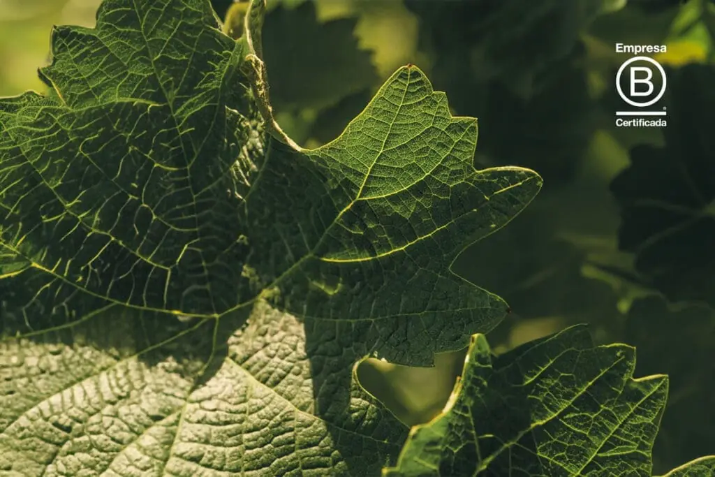 Viña Concha y Toro renuevan su compromiso como Empresa B - Concha y Toro